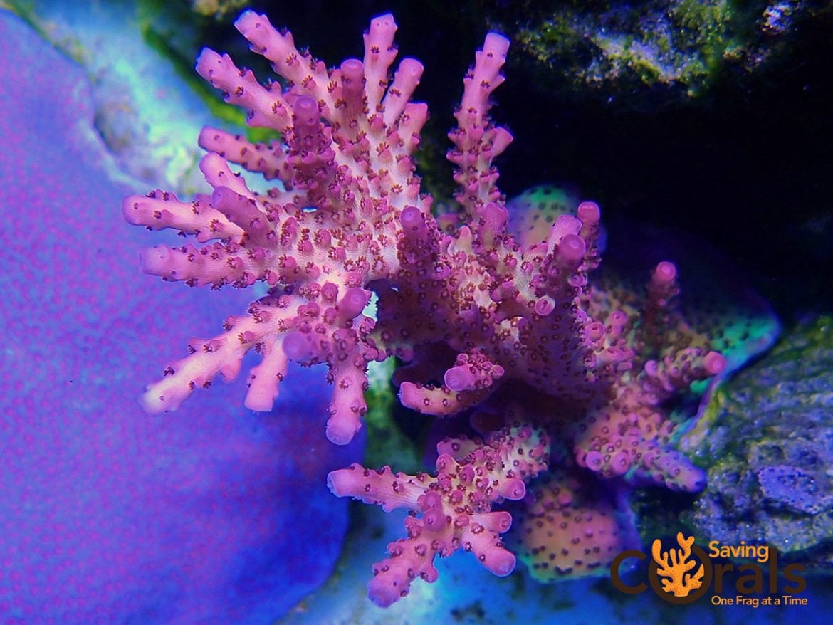 PC Rainbow – Saving Corals